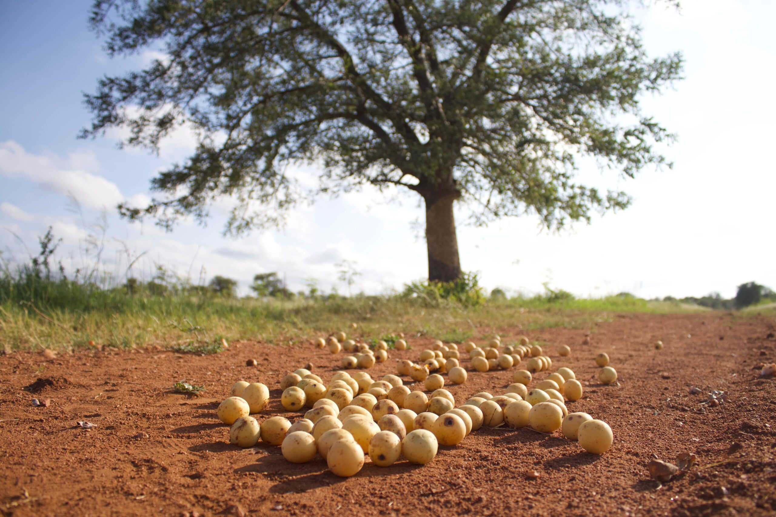 Embracing the Rise of Marula Oil: Market to Reach $31.2M by 2027 - O&3